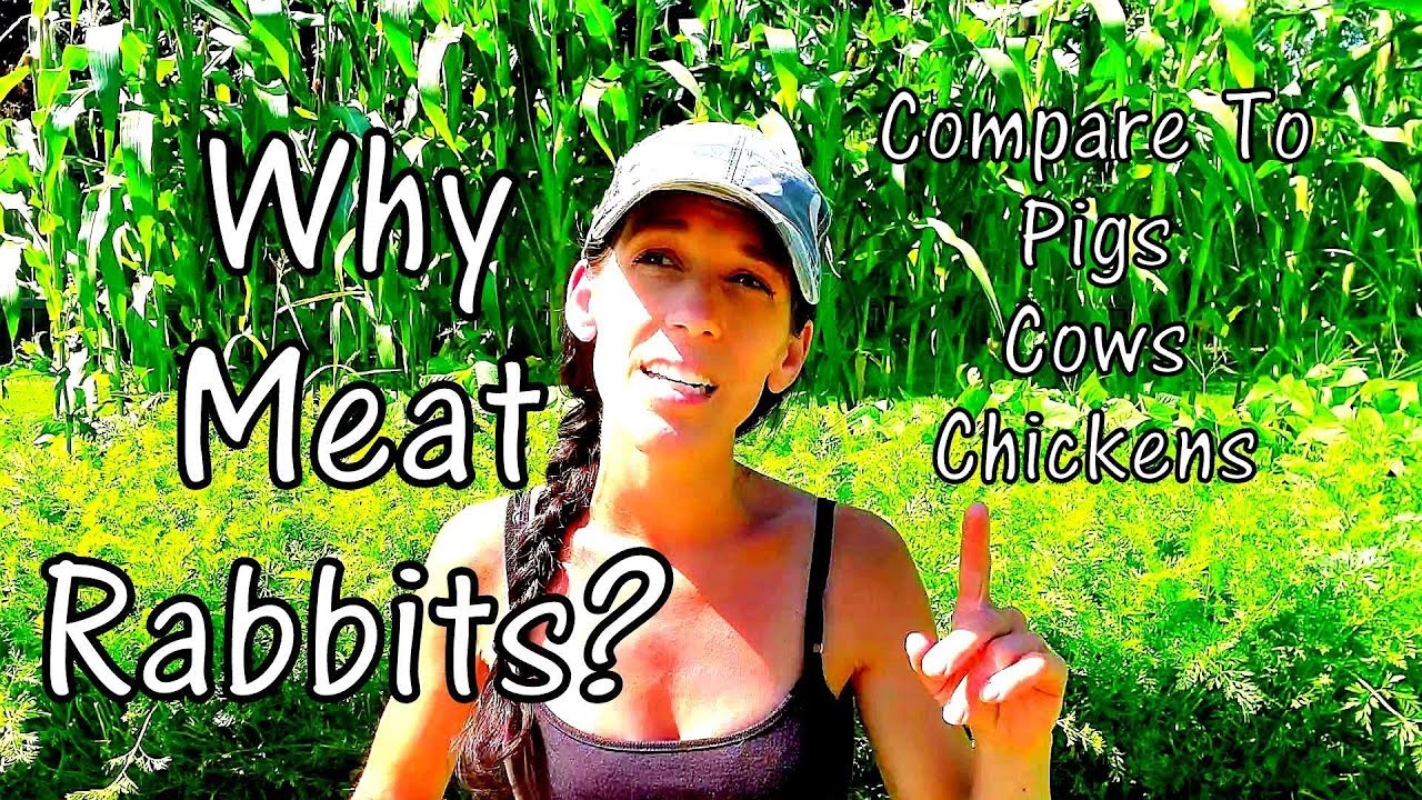 Why Rabbit Meat? - Comparing Rabbits To Cow Pig And Chicken - YouTube