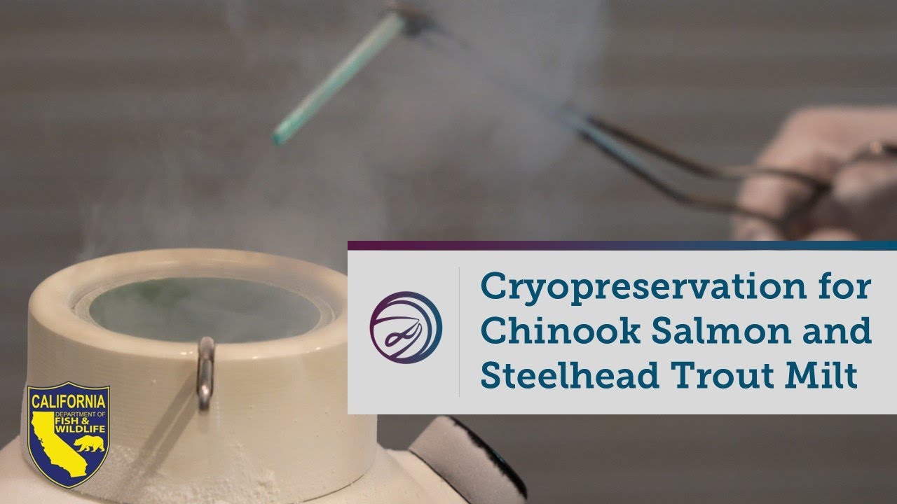 Cryopreservation for Chinook Salmon and Steelhead Trout Milt - YouTube