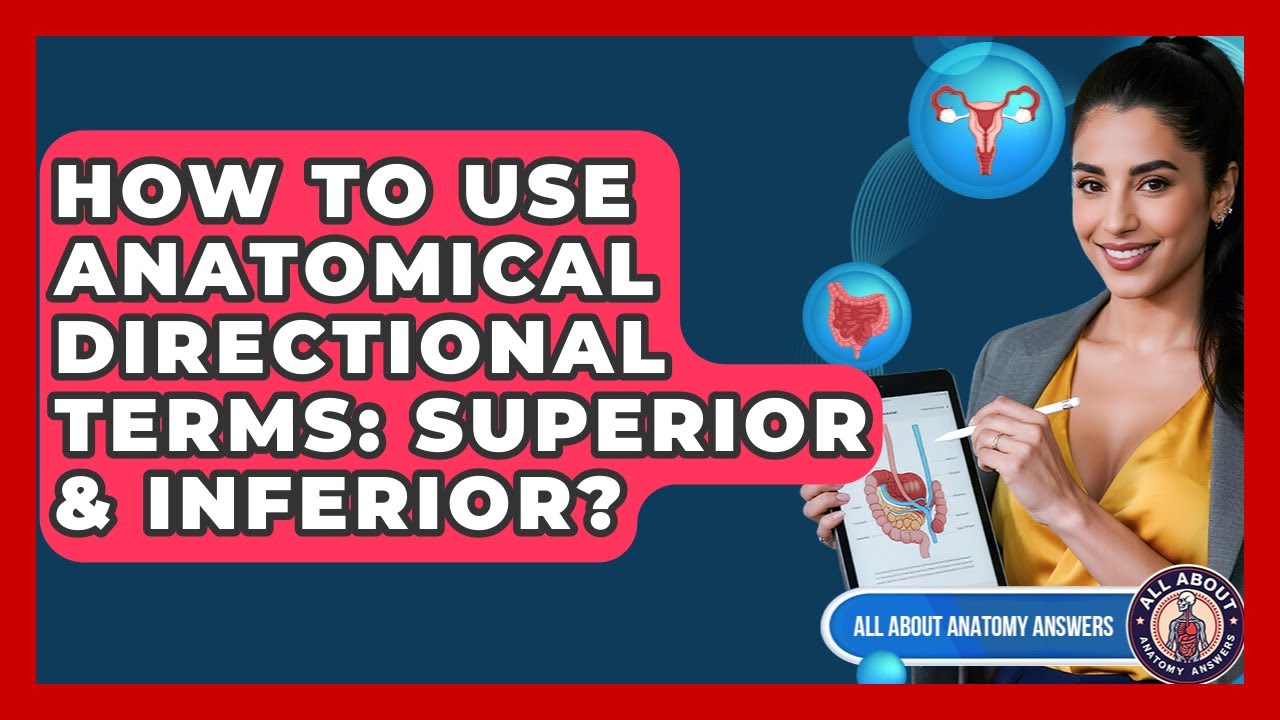 How To Use Anatomical Directional Terms: Superior & Inferior? - All ...