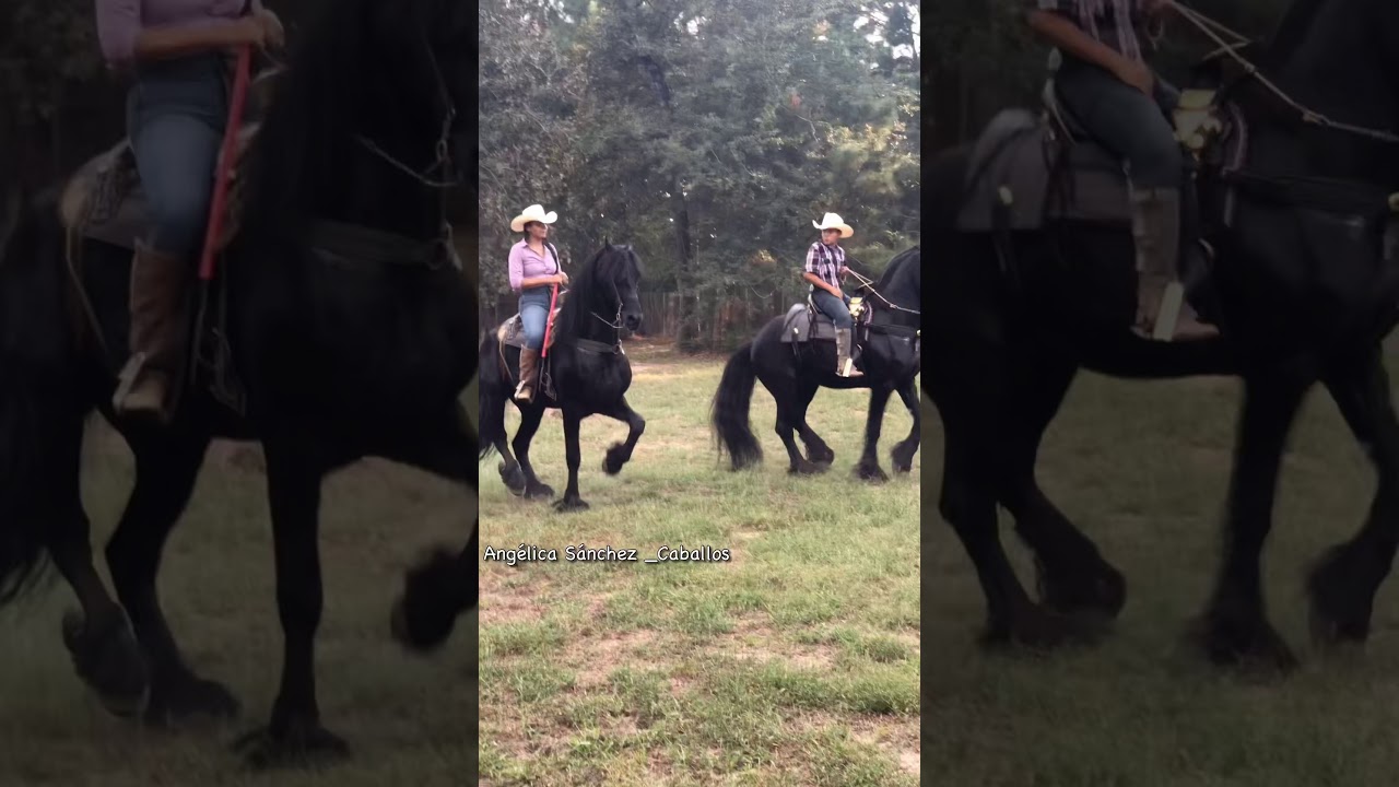 Caballos de baile - YouTube