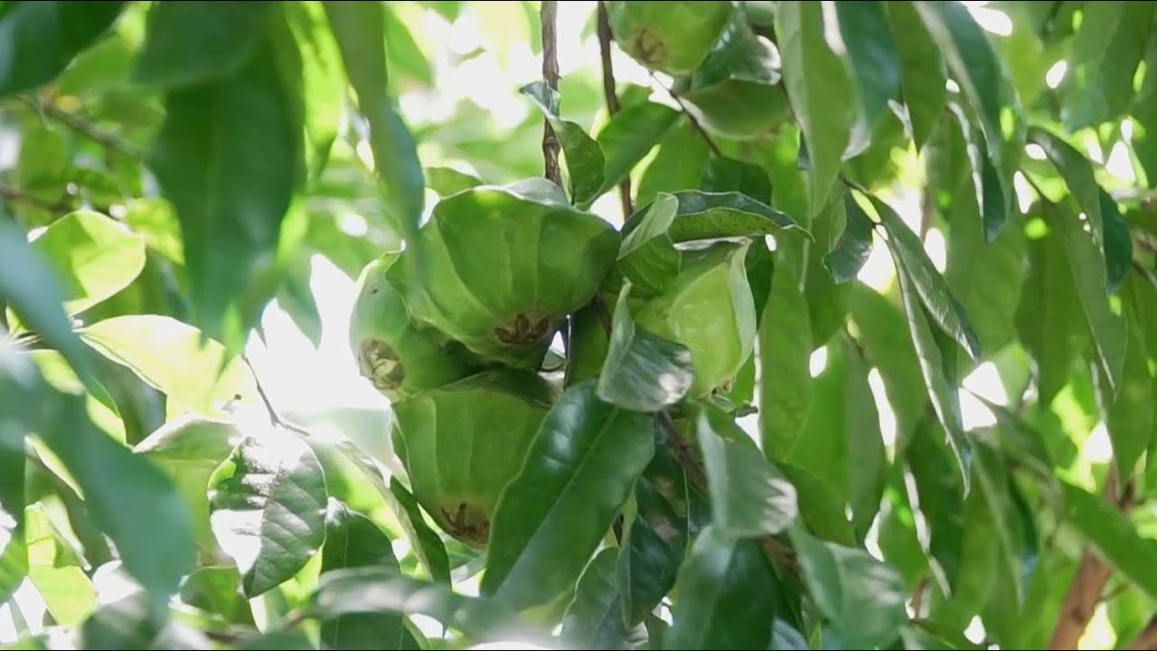 Cambuci é uma boa opção de cultivo em sistemas agroflorestais - YouTube