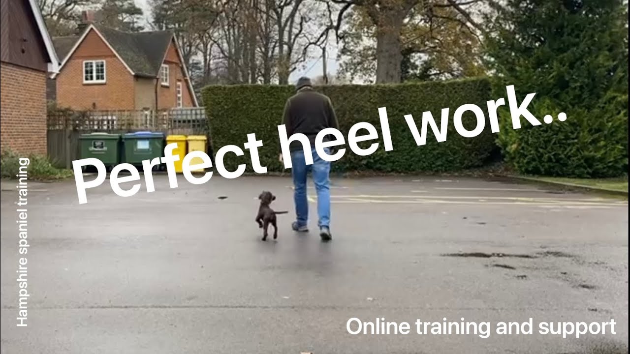 The Secret to Perfect Heel Work (Training Techniques) - YouTube