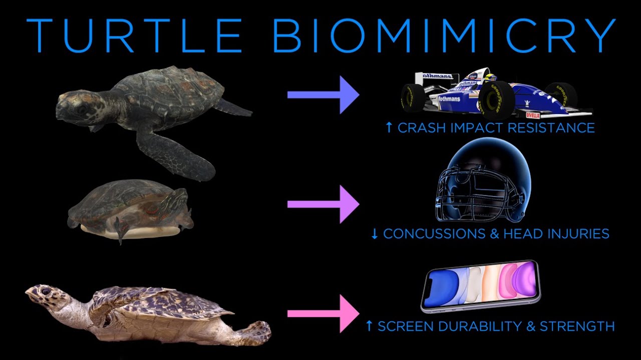 TURTLE BIOMIMICRY! Inspiration for Formula One, the NFL, and Apple ...