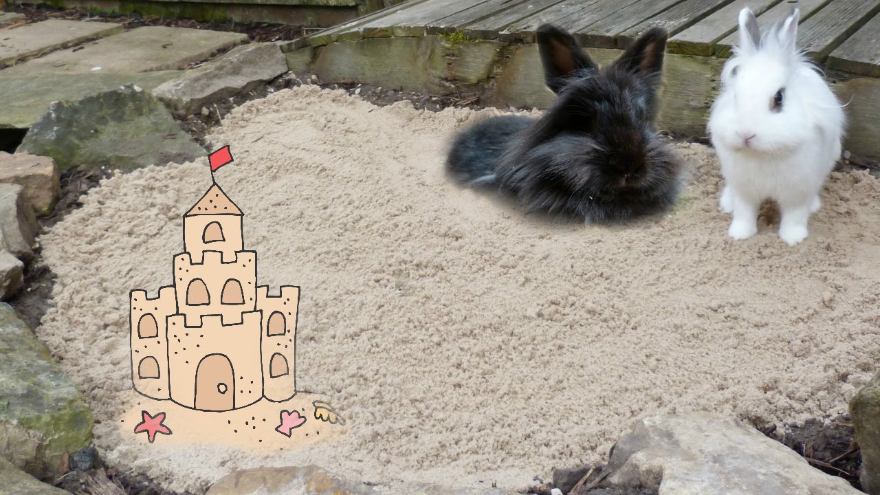 Beach For Bunnies! - YouTube