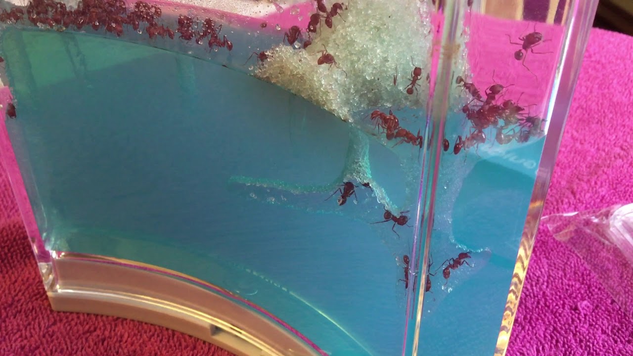 Ant Farm #5 - YouTube