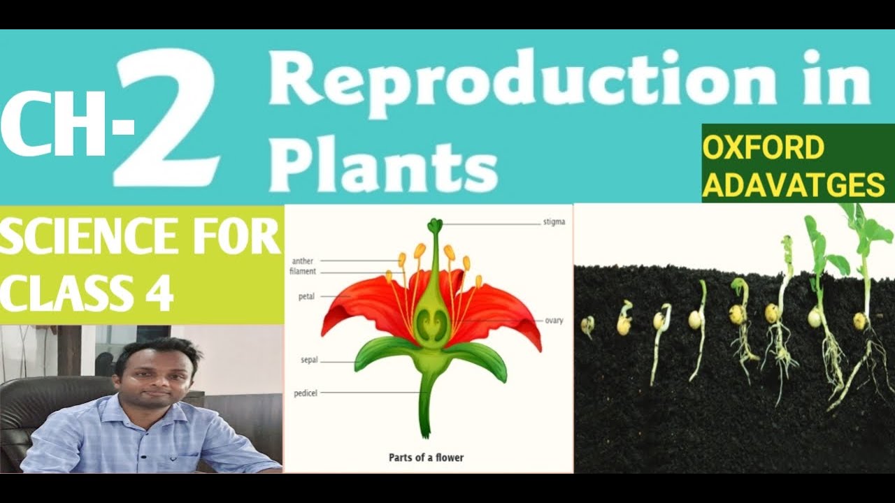 Reproduction In Plants || Chapter 2 || Science For Class IV || Parts of ...