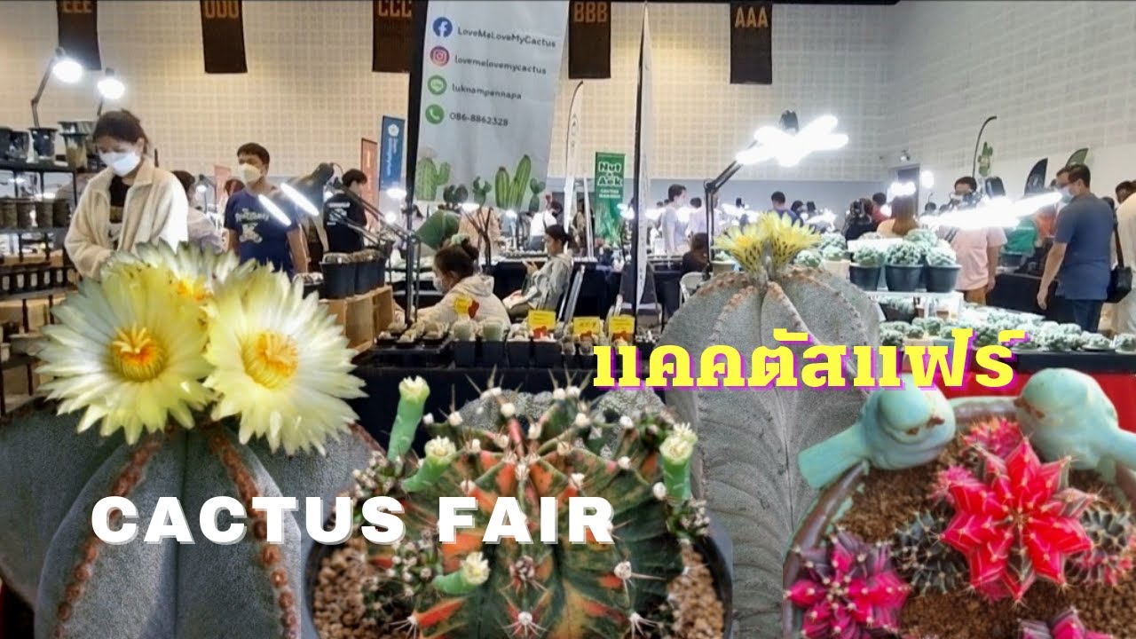 Cactus Fair At The Mall: Exploring The Fascinating World Of Cacti ...