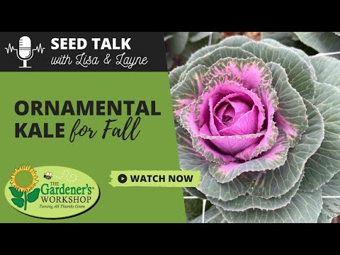 What To Do With Leggy Decorative Cabbage And Kale Plants