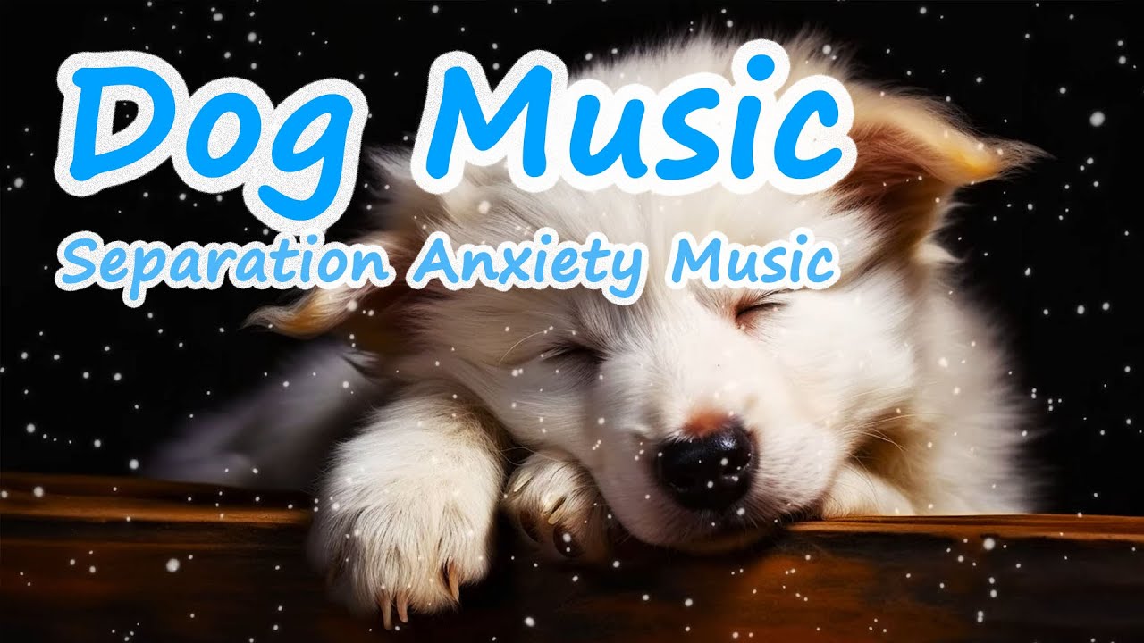 Healing Music for Dogs - Peaceful Music to Calm your Dog, Comfortable ...