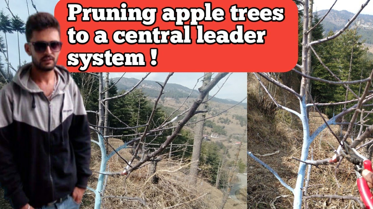 Pruning apple trees central leader system - YouTube