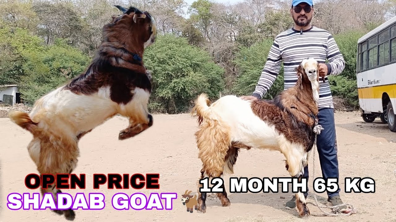 12 Month 65 Kg open price extreme quality Khubsurat Kota Malwa Bakre ...