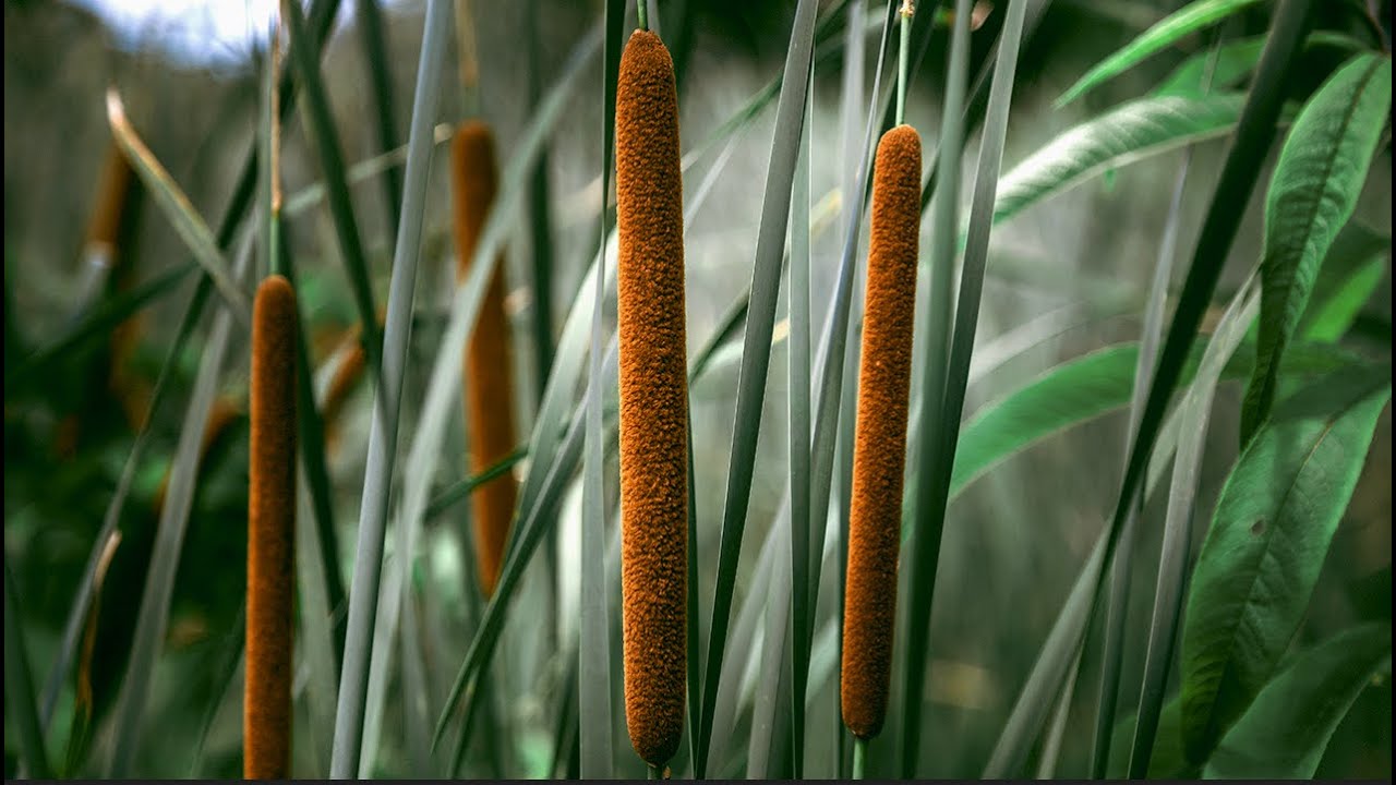 INDIGENOUS TEACHING — Turtle Island, Sacred Herbs, Prayers and Lore of ...
