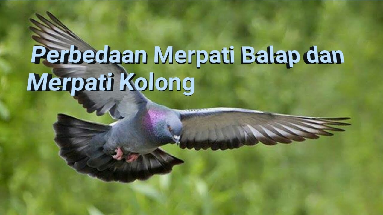 Merpati Balap vs Merpati Kolong | perbedaan merpati balap dan merpati ...