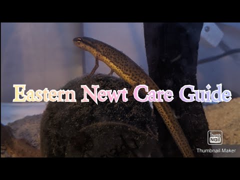 Eastern Newt Care - YouTube