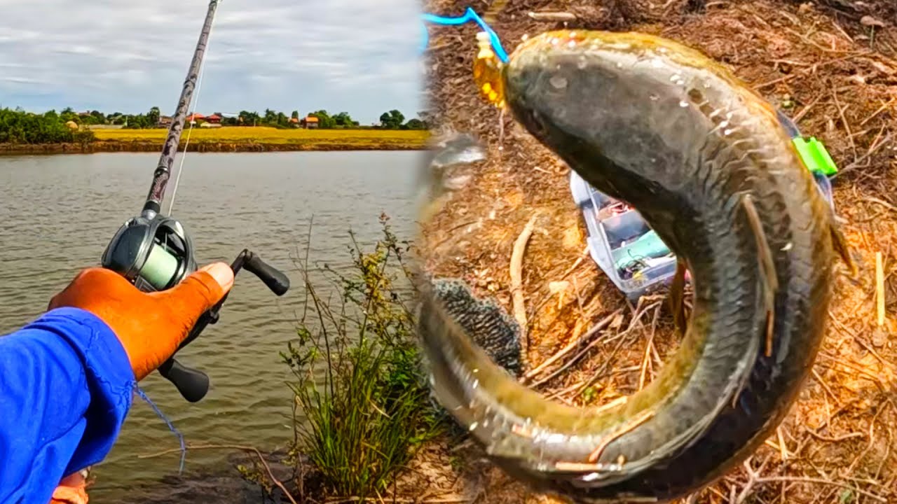 A snakehead fish bit my bait while fishing in a pond near my house ...