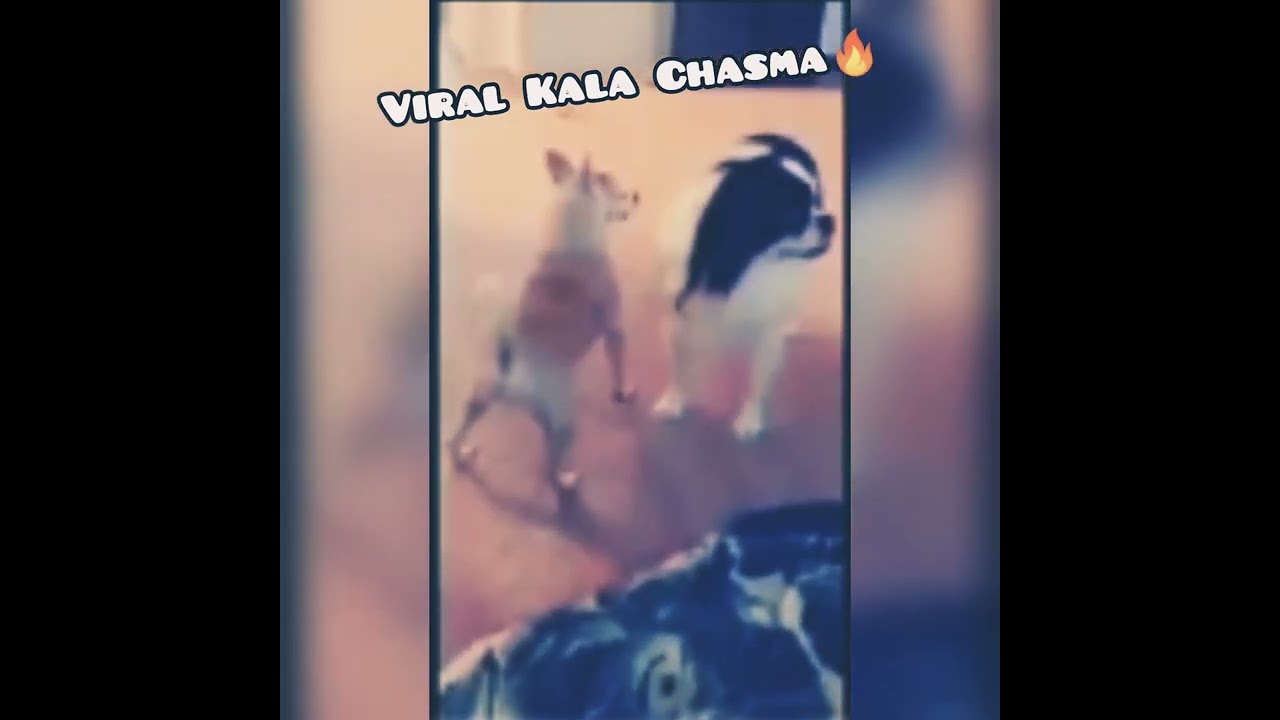 Viral Dog kala chasma meme 🔥🔥#kalachashma #viraldogshorts - YouTube