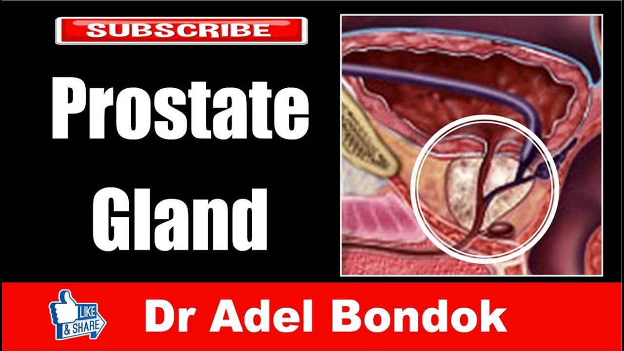 The Prostate Gland, Dr Adel Bondok - YouTube