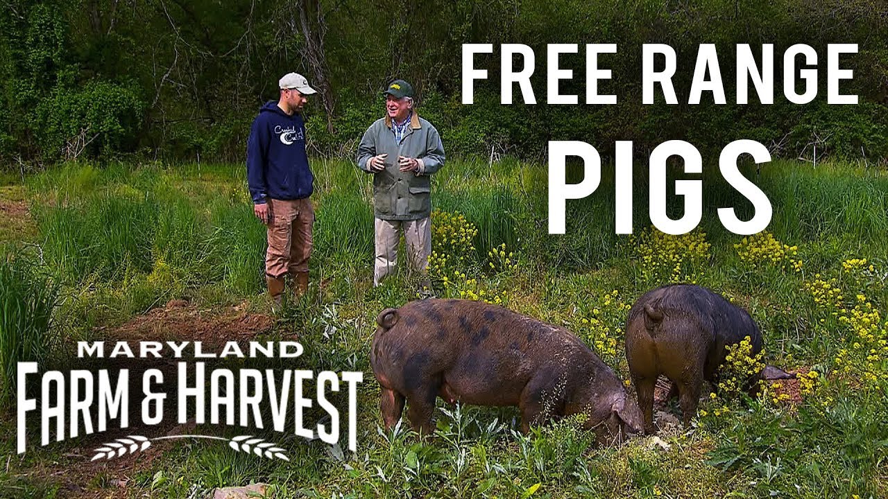 A Family Recipe for Free Range Pork | Maryland Farm & Harvest - YouTube
