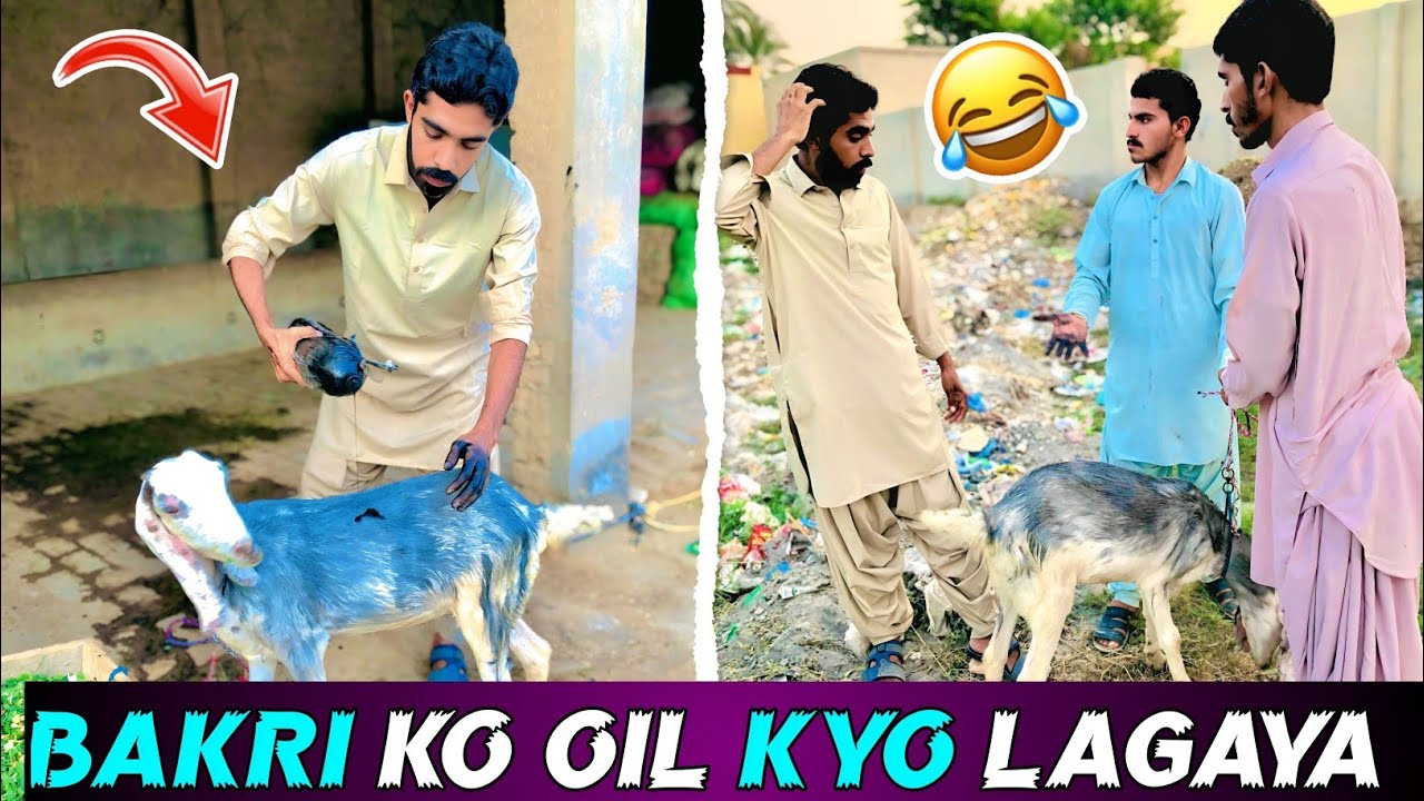 Bakri Ko Oil Kyon Lagaya 🫢 Don't Miss End 😂 - YouTube