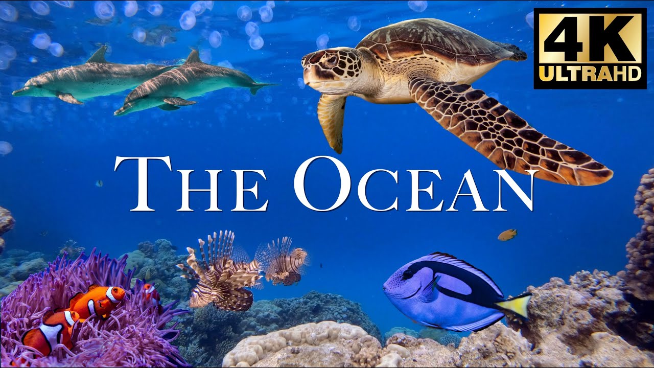 The Ocean 4K Video with Relaxing Music - Peaceful Relaxing Nature - YouTube