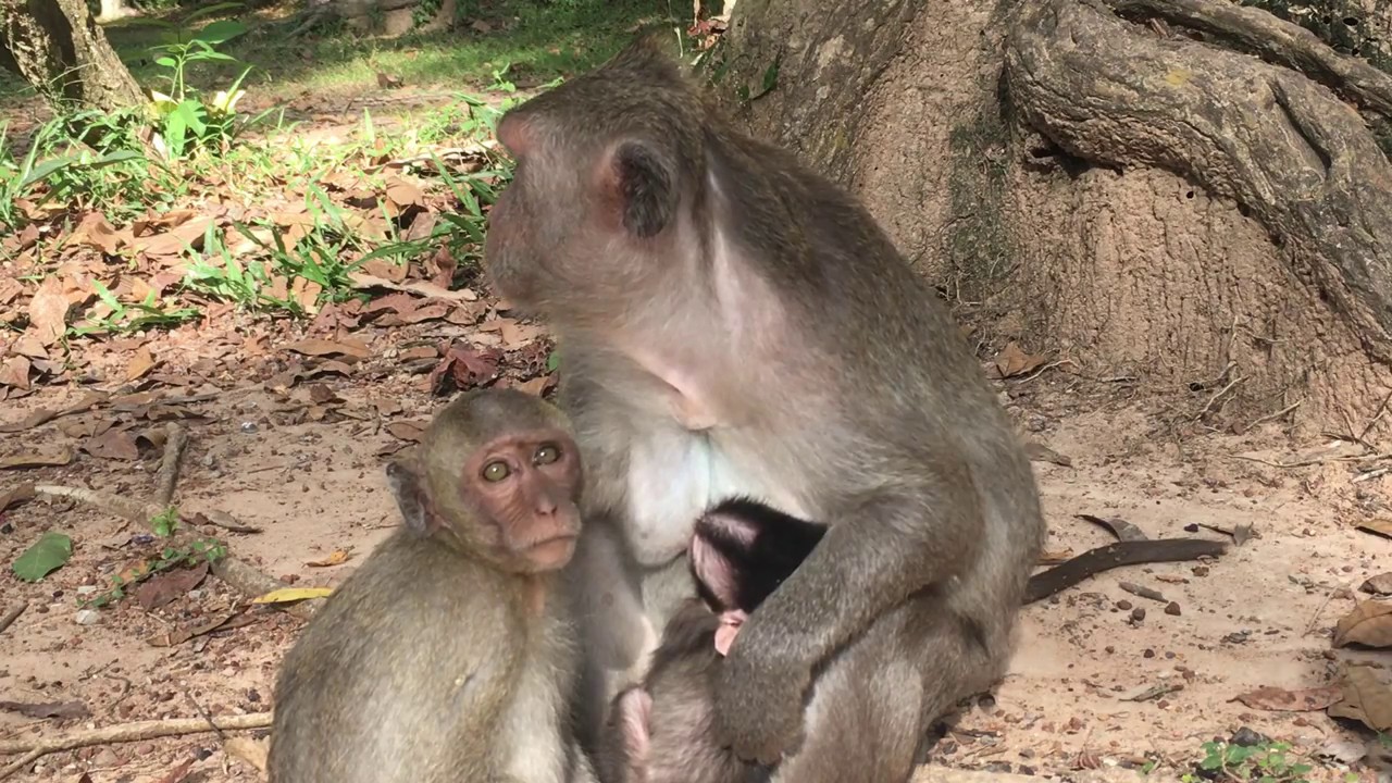 Amazing Family Of Monkey ! Micah 's Mother Chase Teenage Monkey Walk ...