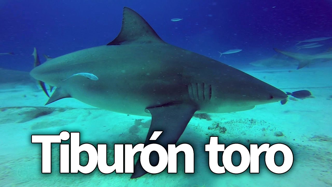 TIBURÓN TORO | México 2015 - YouTube