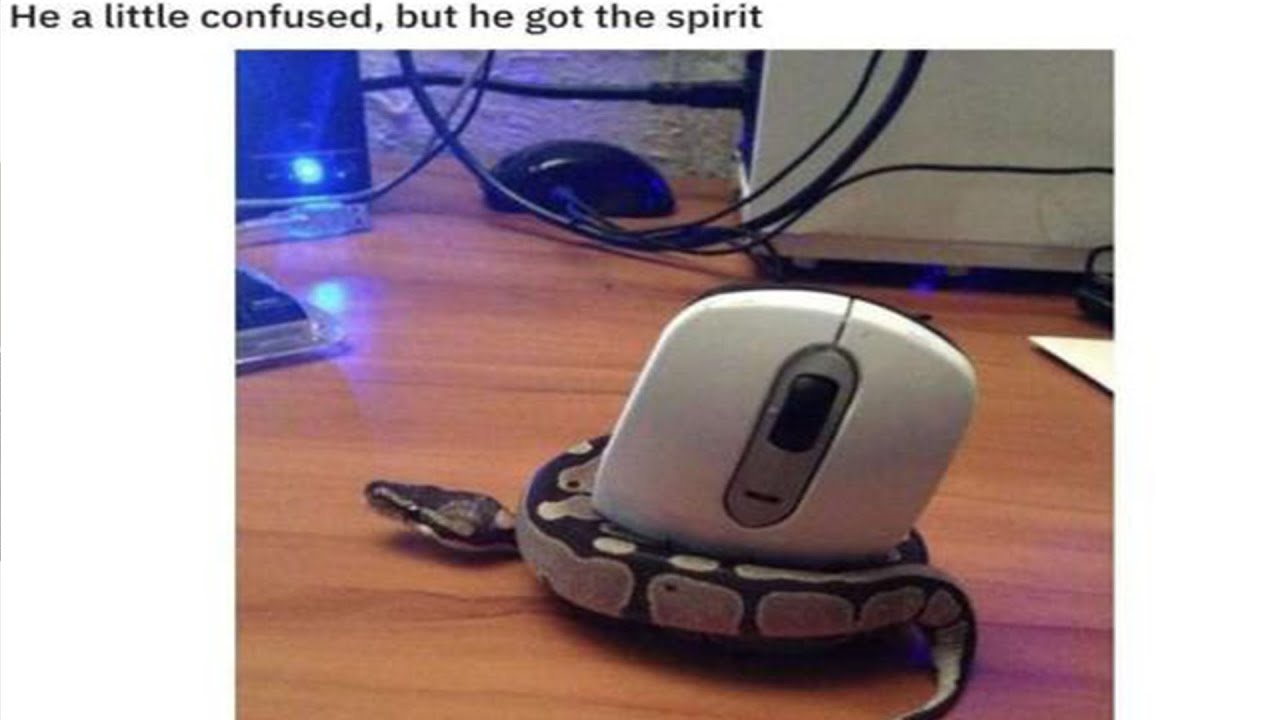 FRESH DAILY MEMES 250 | YOU LAUGH YOU LOSE | YLYL - YouTube