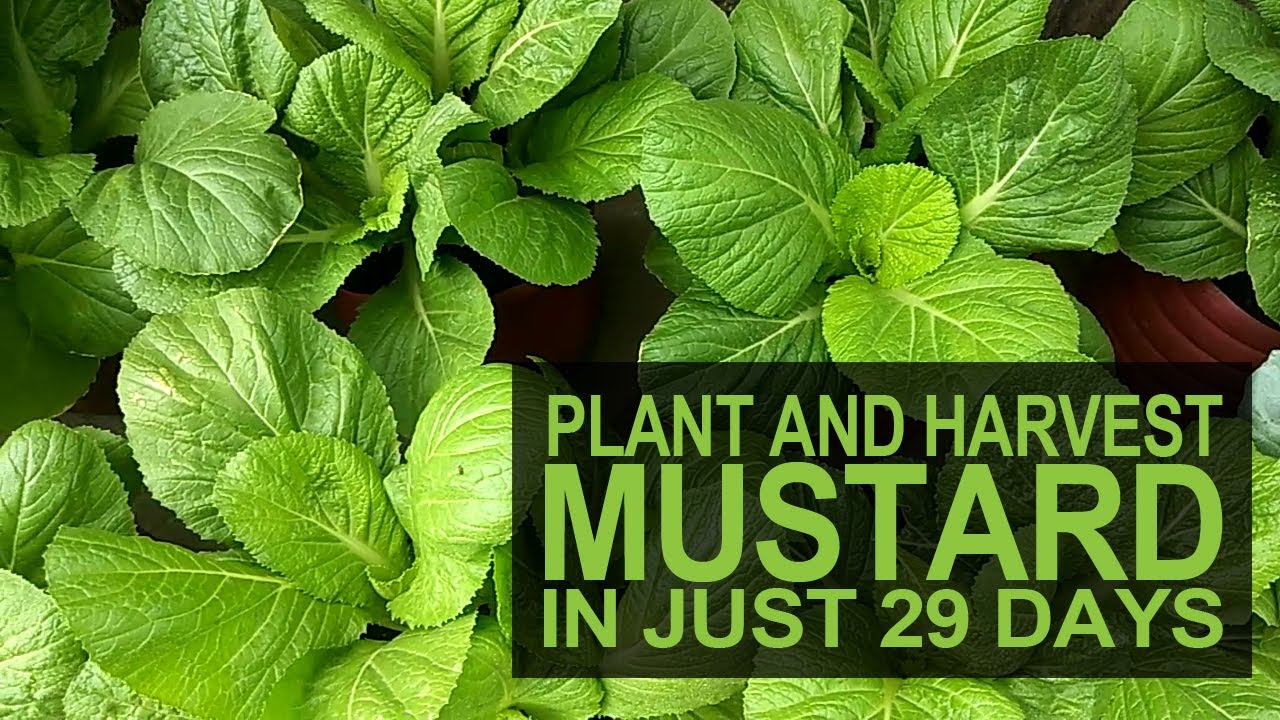 Plant And Harvest Mustard In Just 29 Days I Magtanim At Magharvest Ng ...