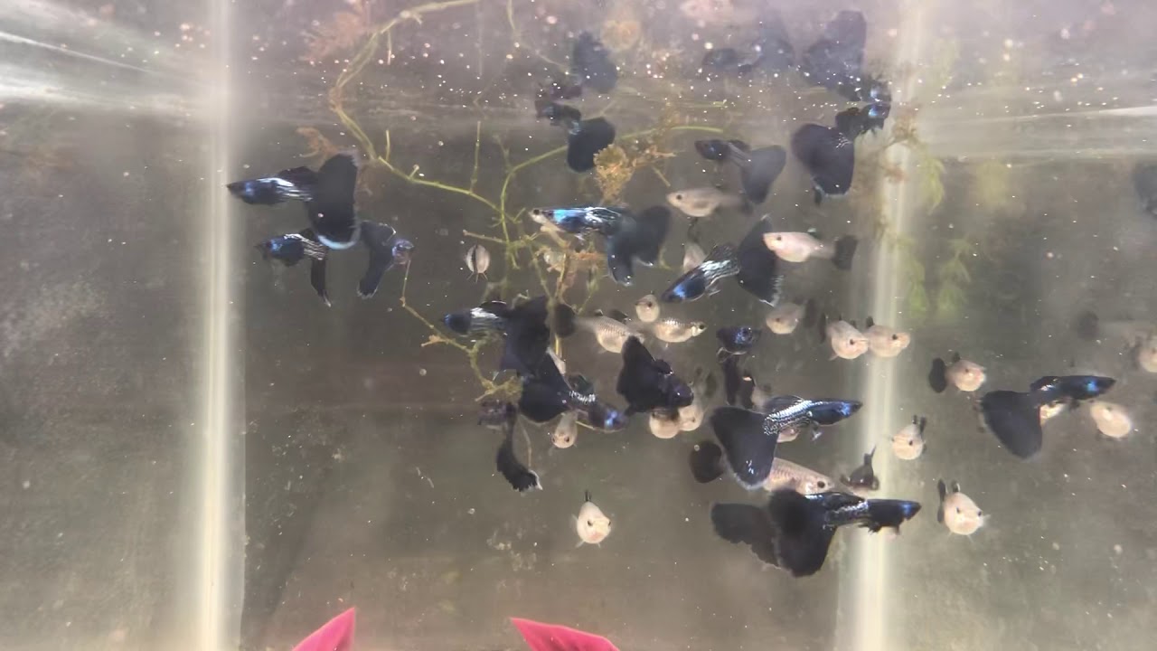 Black metal lace guppy fish - YouTube