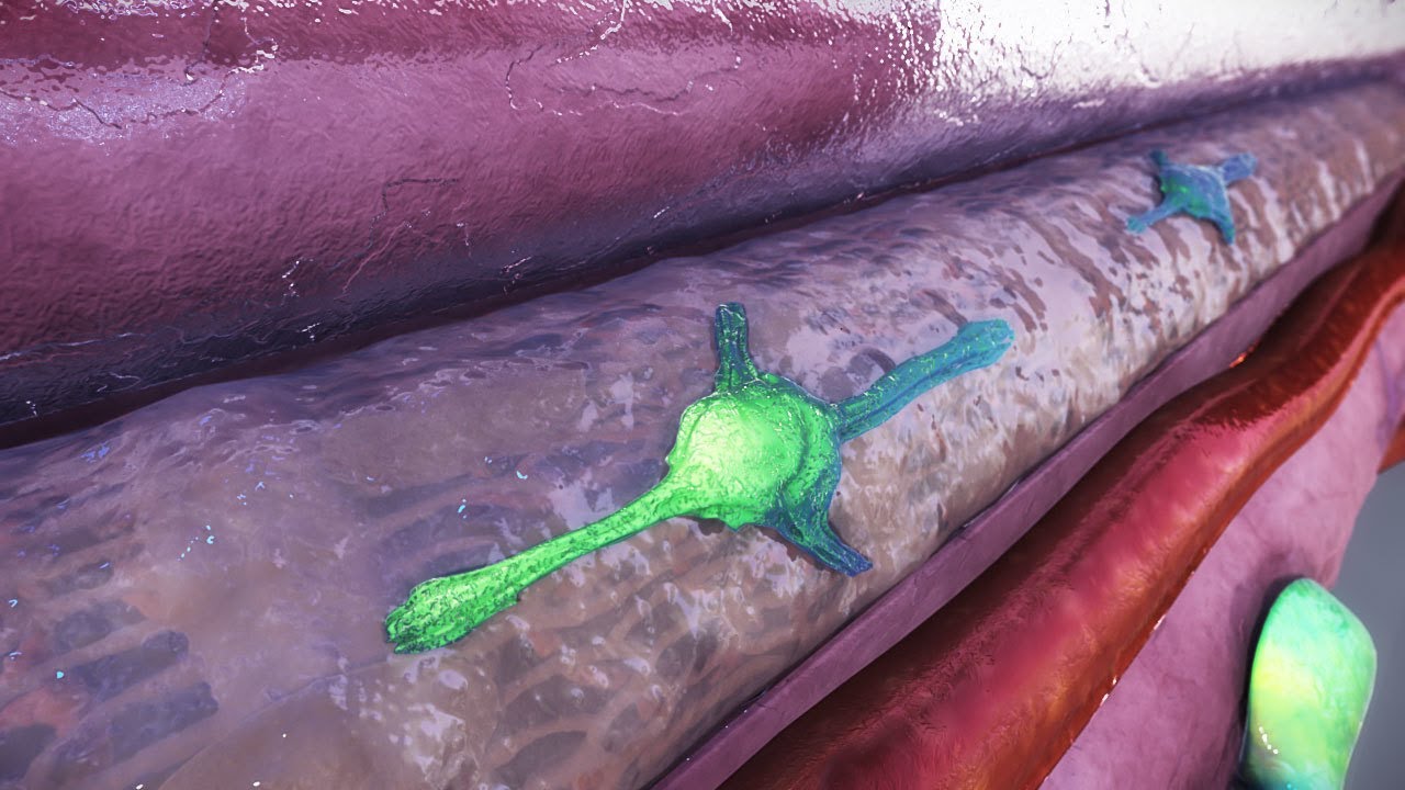 Muscle Regeneration - YouTube