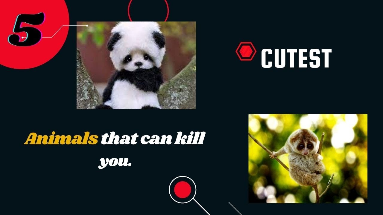 Top 10 Cute Animals That Can Kill You Iflscience