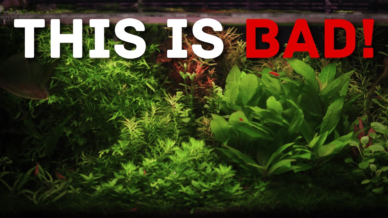 Why Overcrowding Your Planted Tank May Lead You To FAILURE! - YouTube