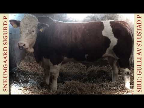 Simmental Bull Denmark