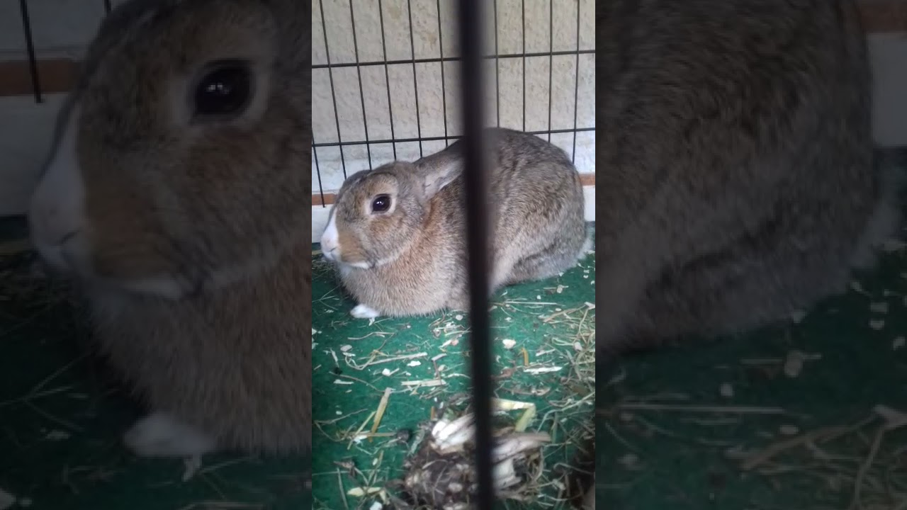 Die Kaninchen 🐰 - YouTube