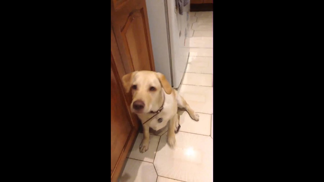 Lip syncing dog! - YouTube