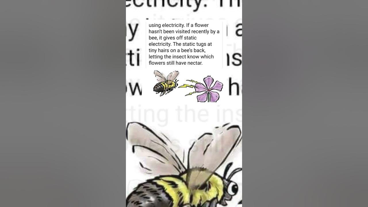 Strange! But True! Flowers/Bees and Electricity that attracts bees to ...
