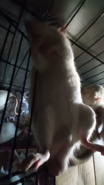 My Pet Rats' Shorts #063 - YouTube