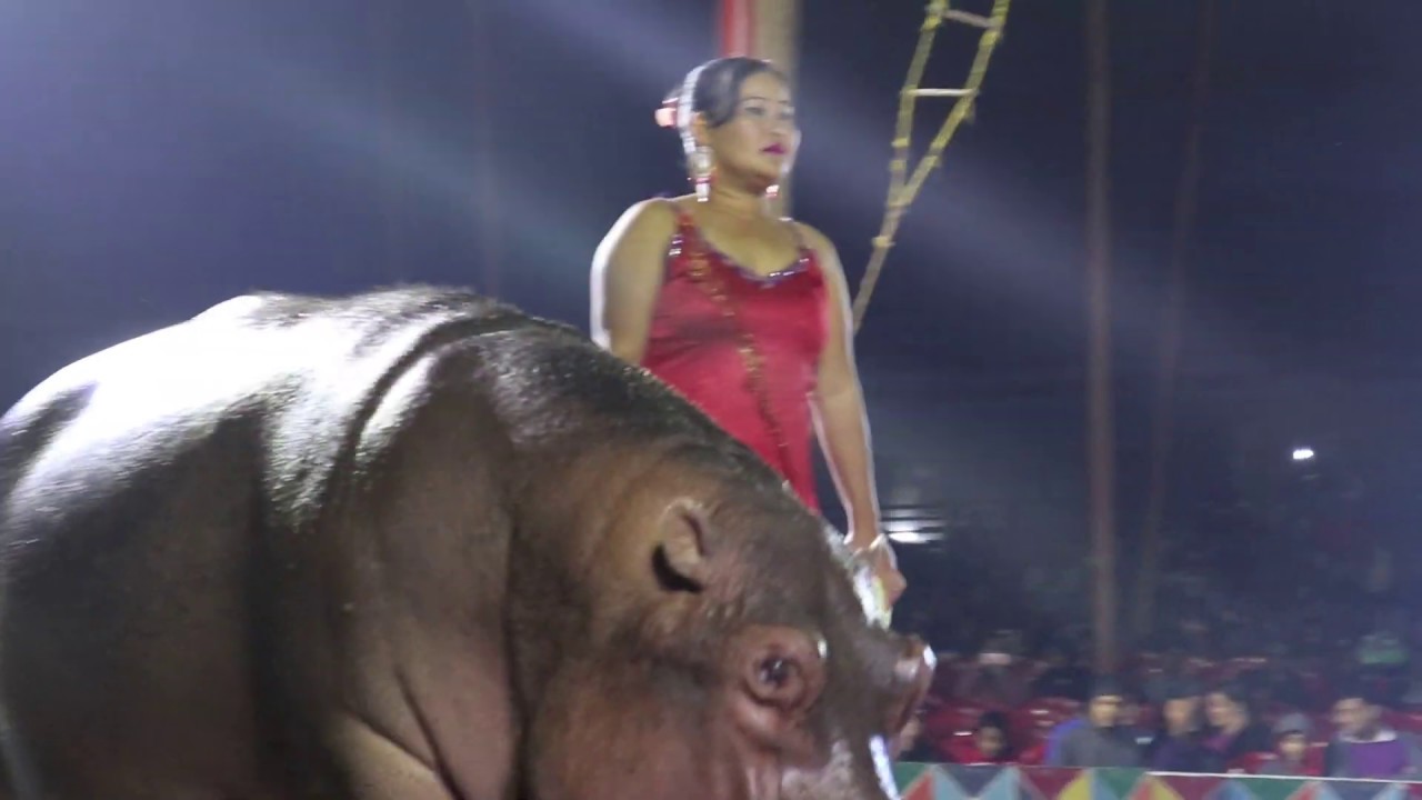 Kolkata Winter Circus I Hipopotamus - YouTube
