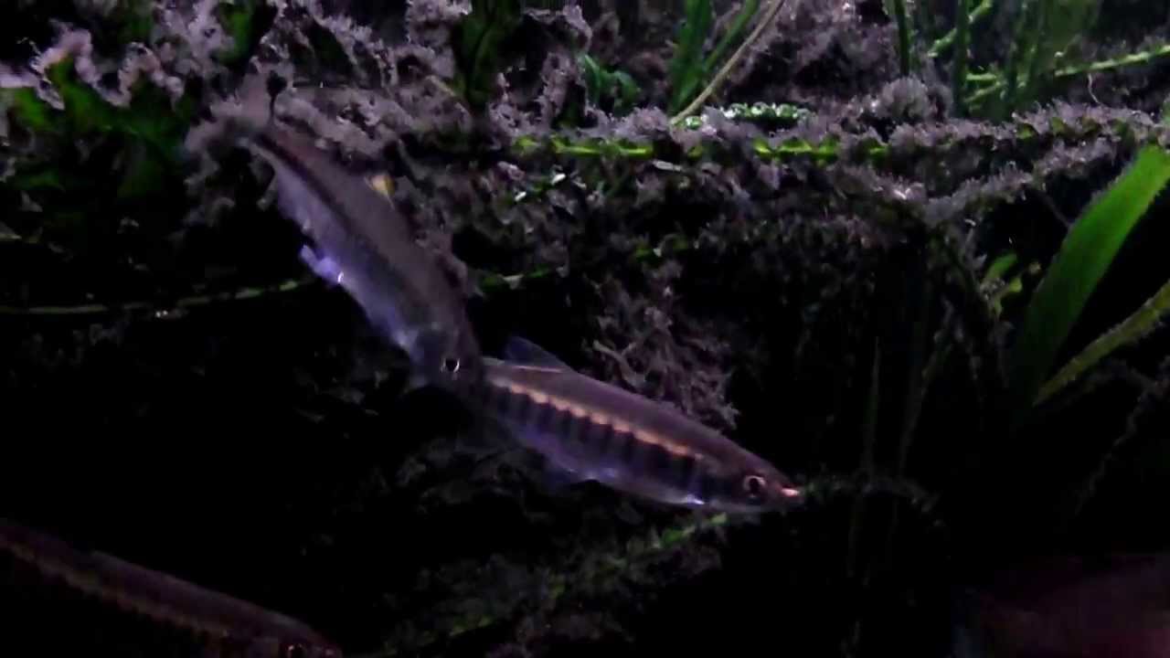 Micralestes cf. elongatus - YouTube