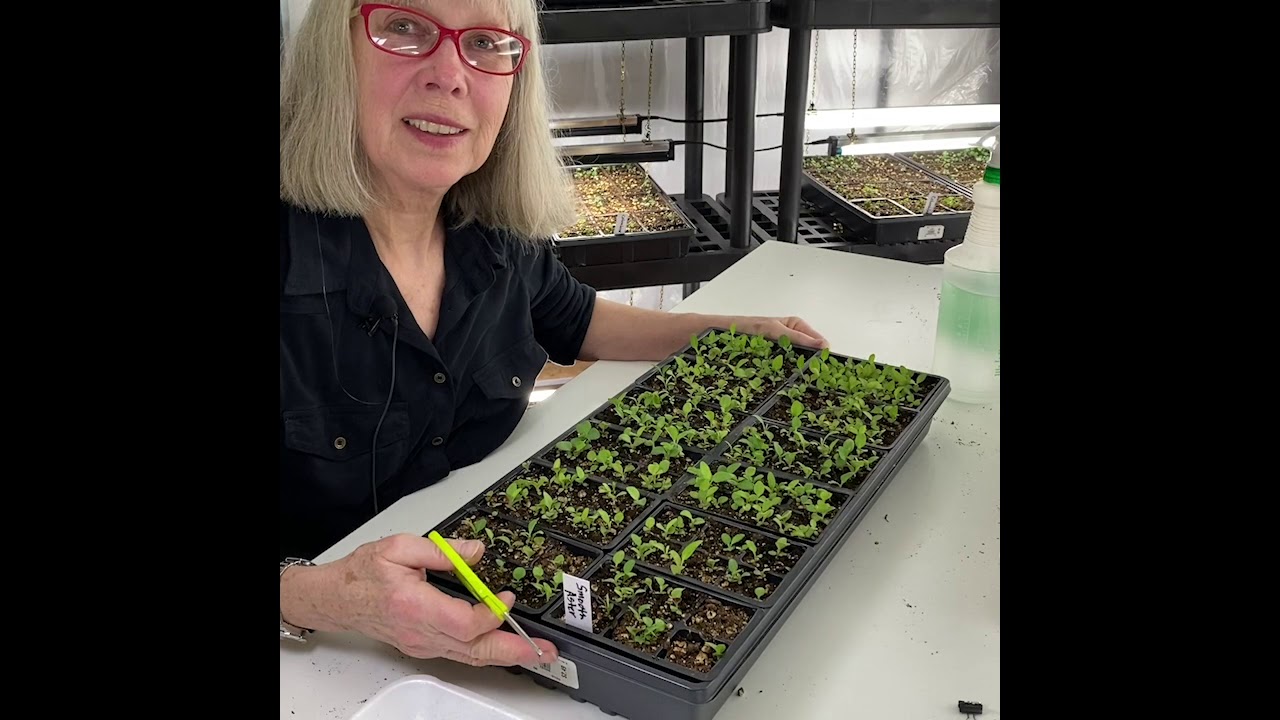 Thin! How to Rescue Overcrowded Seedlings - YouTube