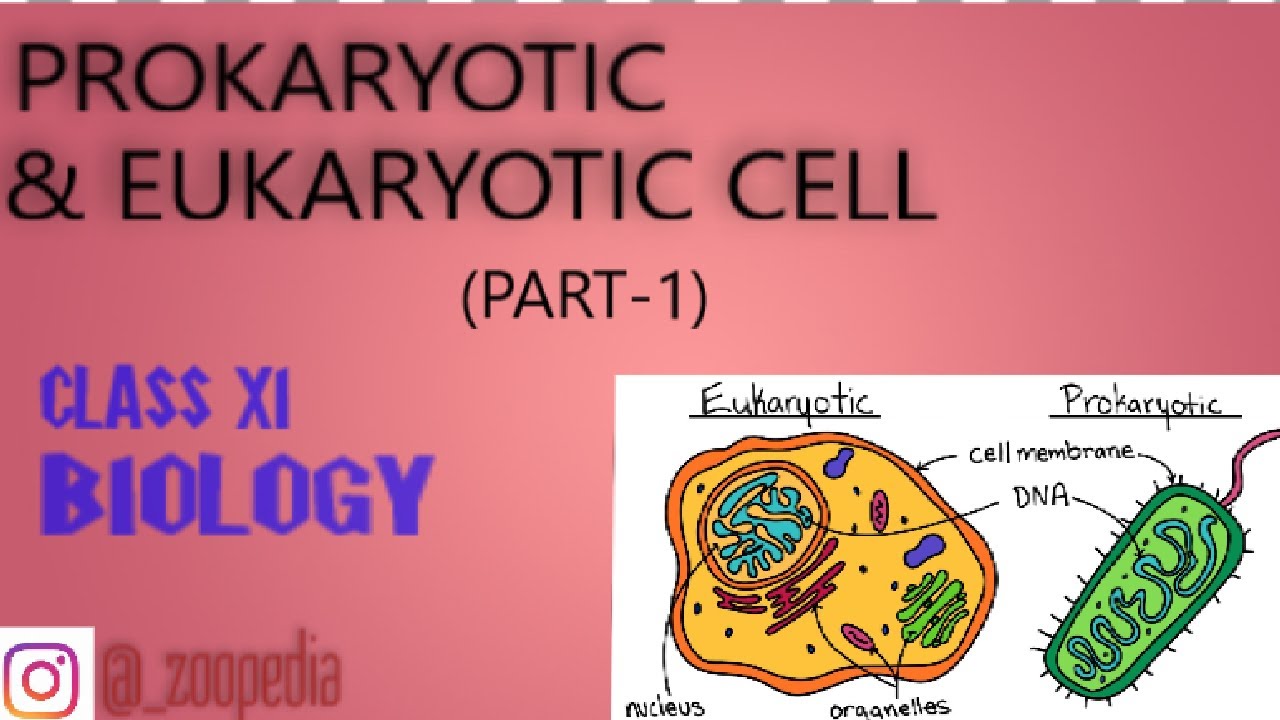 Prokaryotic & Eukaryotic Cell (part 1) || class 11 || biology - YouTube