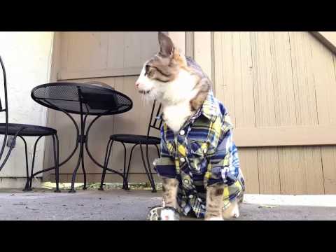 Pawlov'un Kedisi - Zil İle Yemek Yiyen Kedi