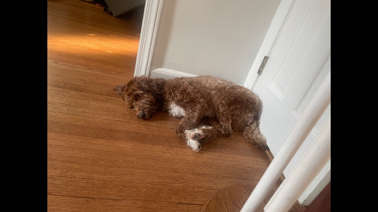 Random Lily Live Stream 🔴 - YouTube