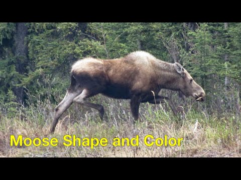 Moose Body Color and Shape - YouTube