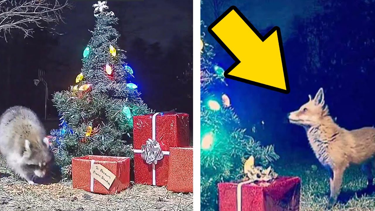 Woman sets up wildlife camera near her outdoor Xmas tree and the ...