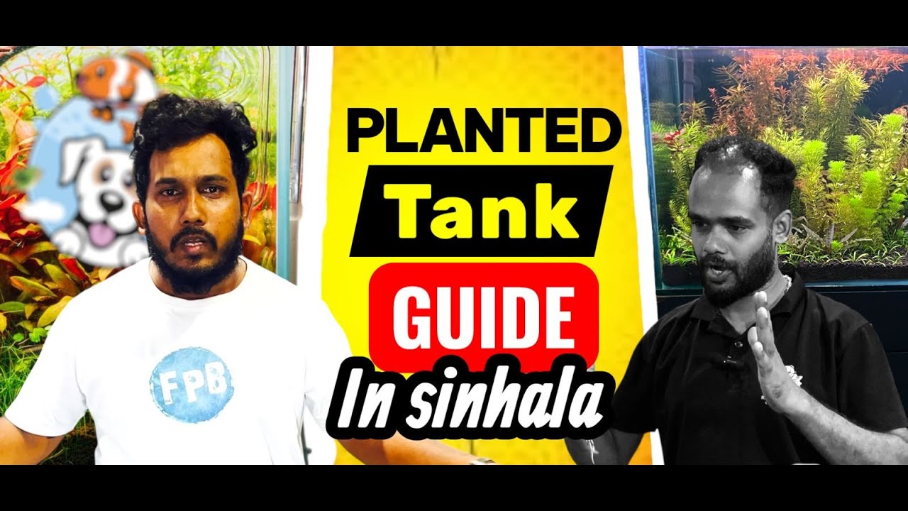 Full Planted Tank Guide 🌿 | Easy Setup, CO₂, Light, Plants & Fish Tips ...