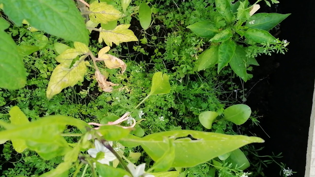 Beet_Kresse_weiße_Gurke_Chilli - YouTube