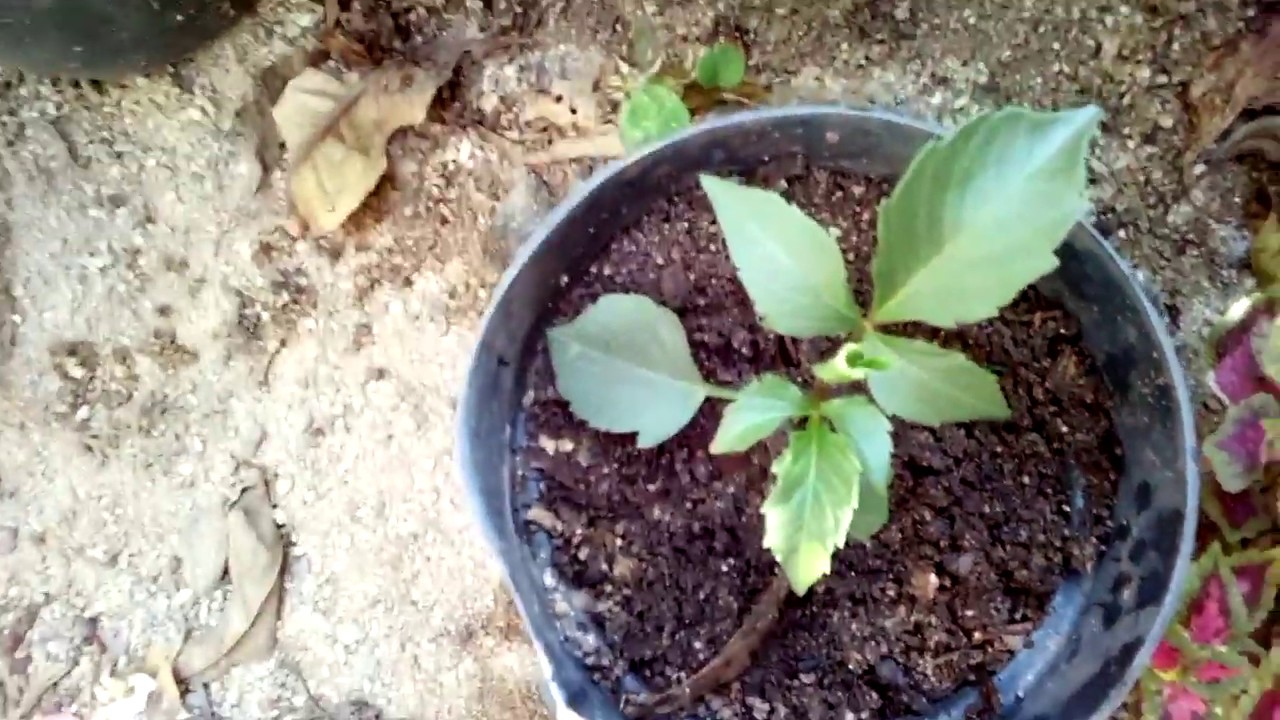 Como reproducir planta de dalia por esqueje (2)/How to reproduce dahlia ...