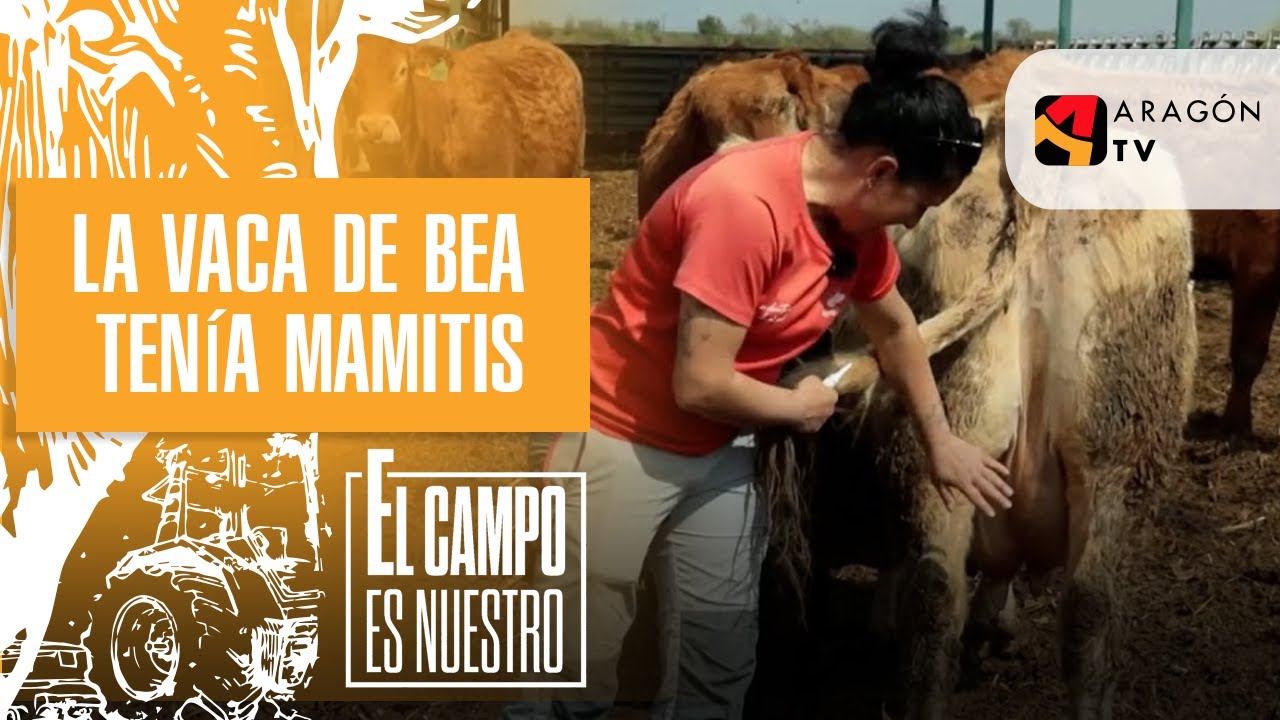 La vaca de Bea tenía mamitis y se ha recuperado - YouTube