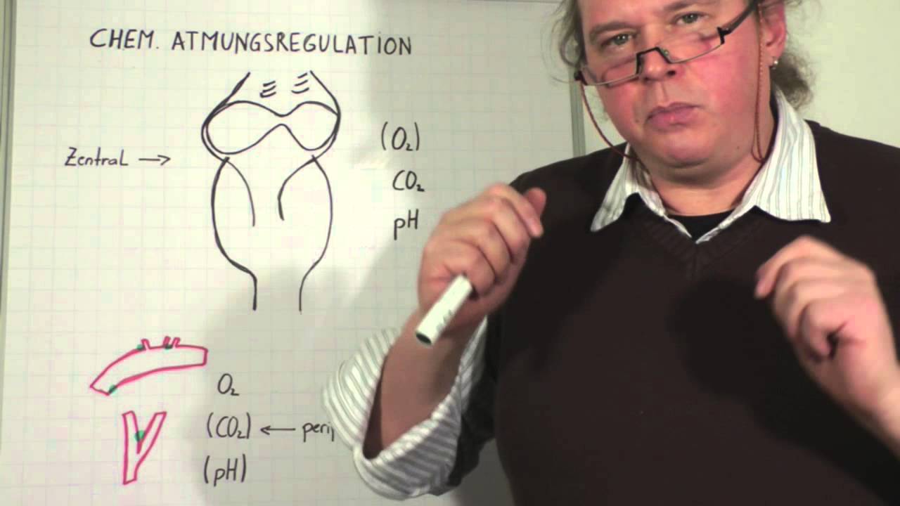 Atmung - chemische Steuerung - YouTube